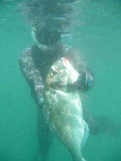 British Record Gilthead Bream