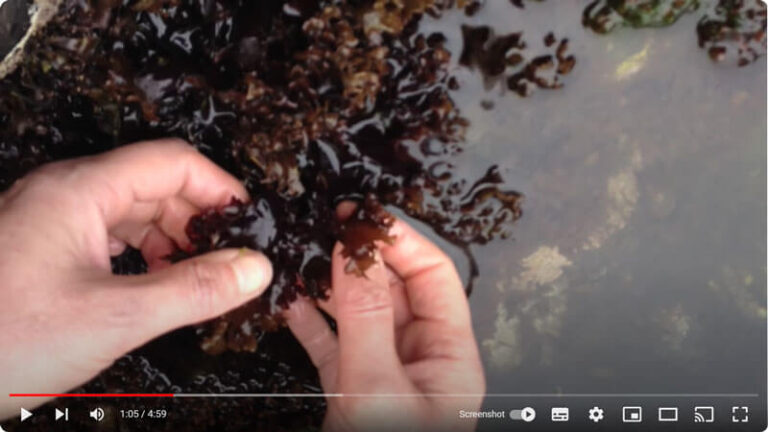 Foraging seaweed: the superfood of the sea | Spearfishing UK