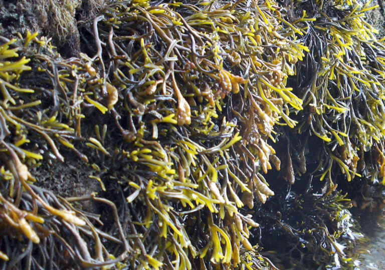 Foraging seaweed: the superfood of the sea | Spearfishing UK