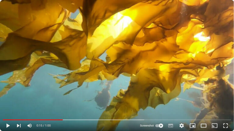 Foraging seaweed: the superfood of the sea | Spearfishing UK