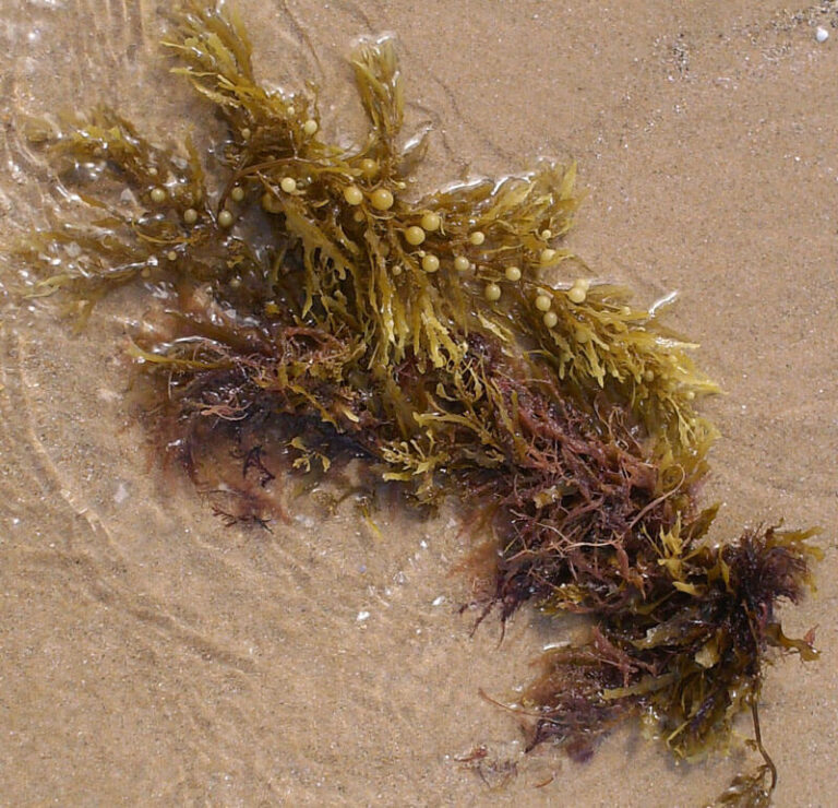 Foraging seaweed: the superfood of the sea | Spearfishing UK