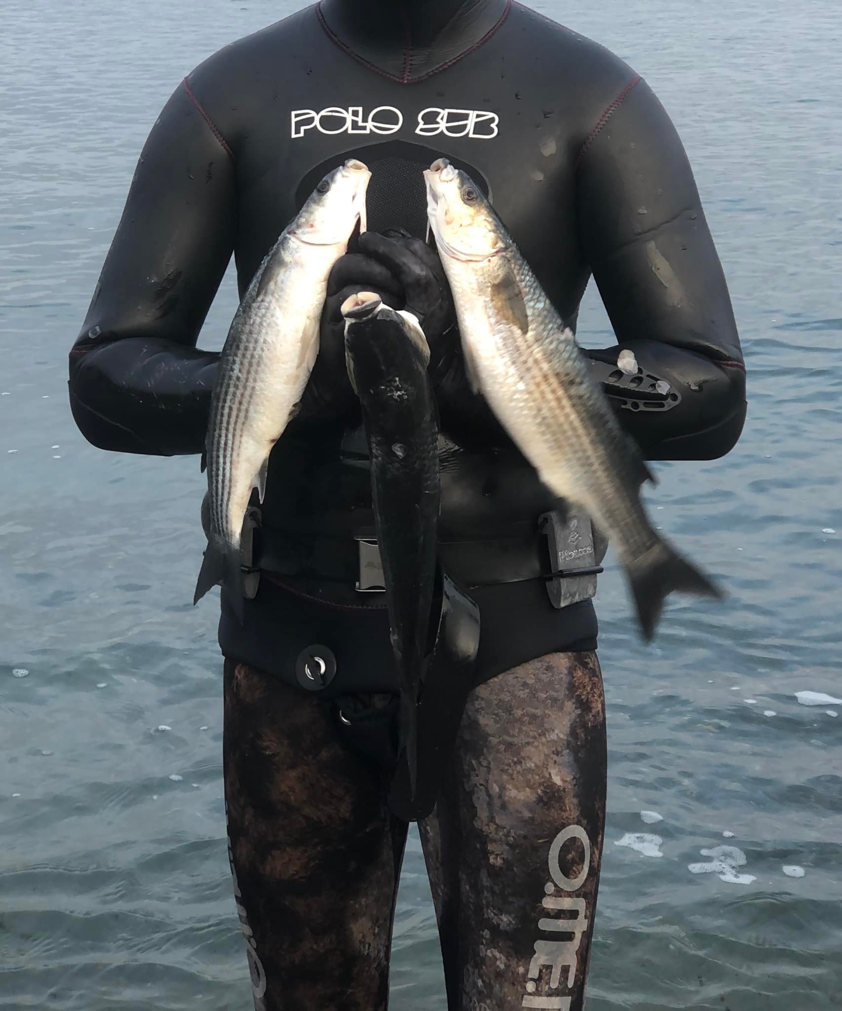 Spearfishing in the UK - a species guide | Spearfishing UK