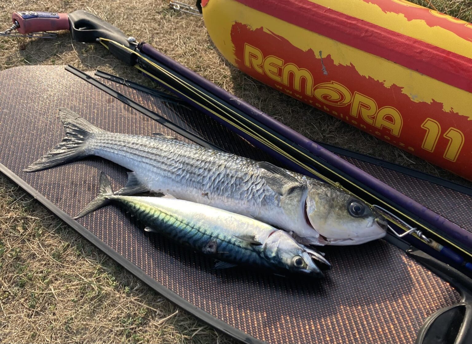 Spearfishing in the UK - a species guide | Spearfishing UK